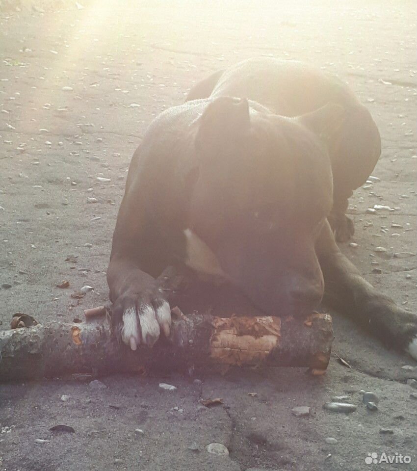 Стаффордширский терьер