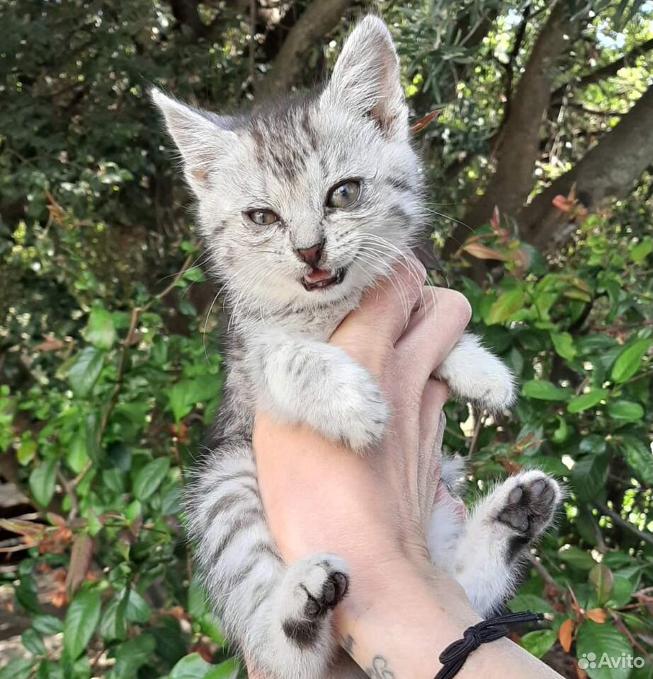 Котенок. Девочка