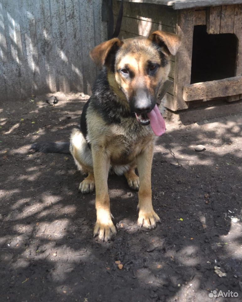 Собака в добрые руки