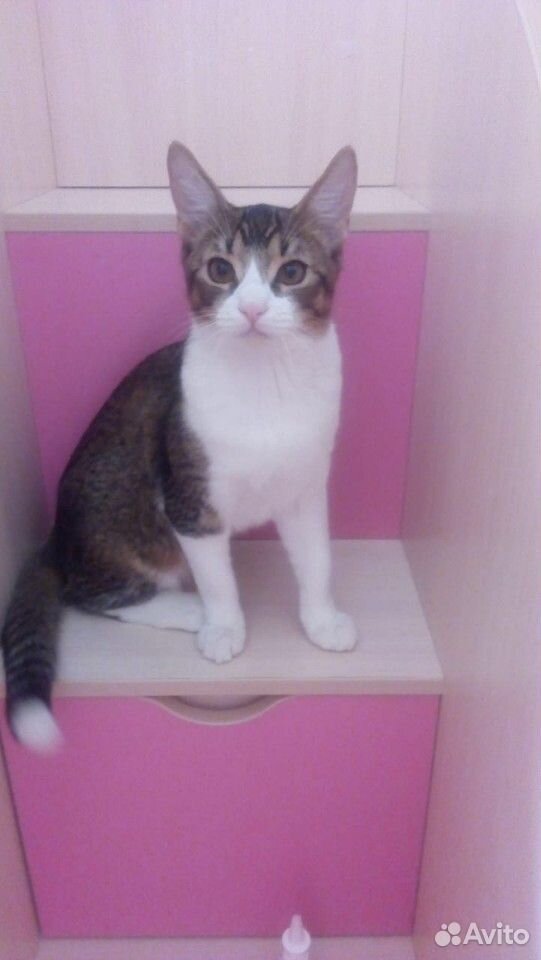 Кошка абессинец