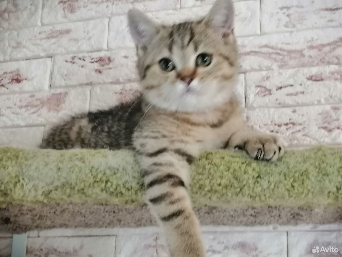 Британская кошка