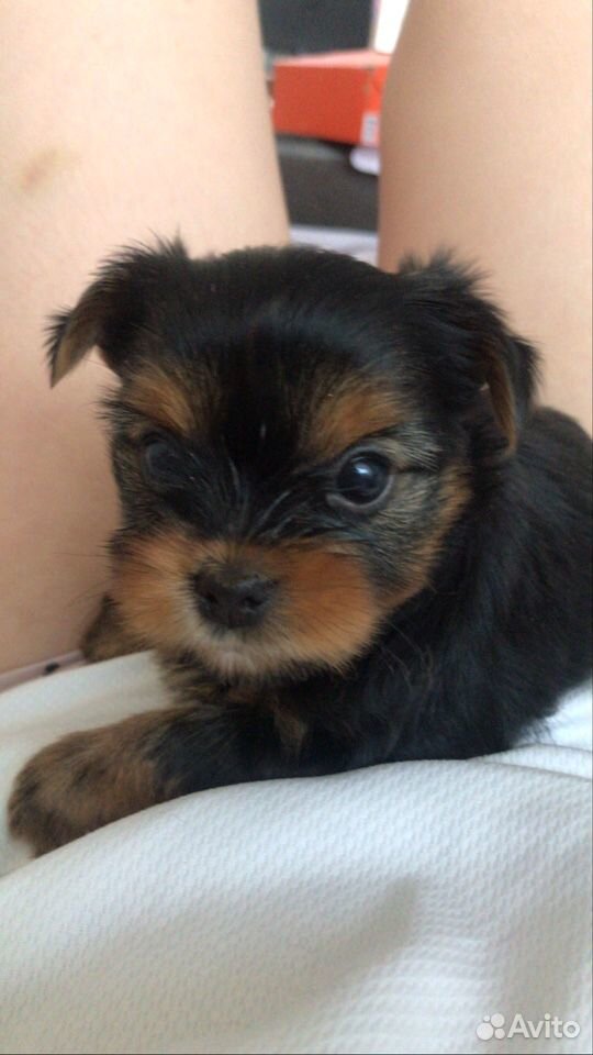 Йоркширский терьер