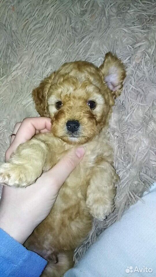 Мальтипу мальчик Рыжик