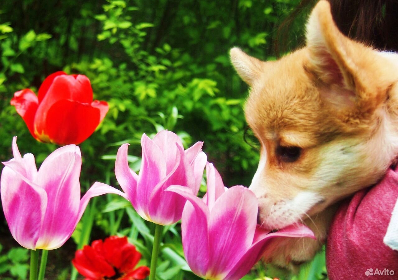 Вельш Корги Пемброк - девочка Веснушка