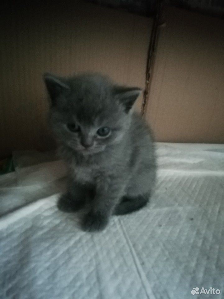 Британская