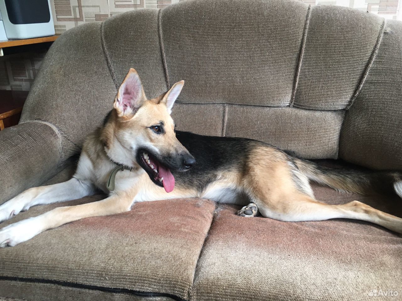 Красотка Фиона в добрые руки