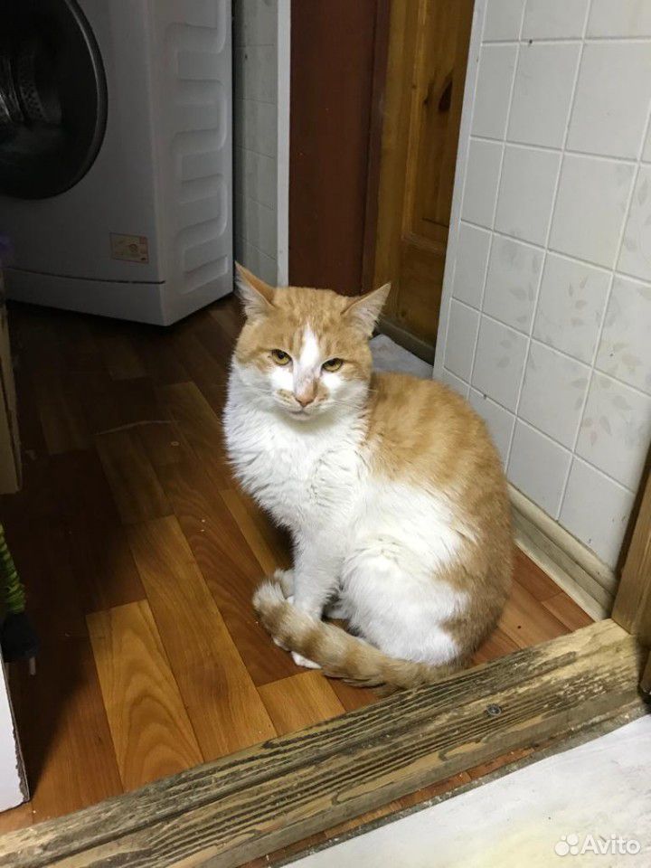 Молодой спокойный кот