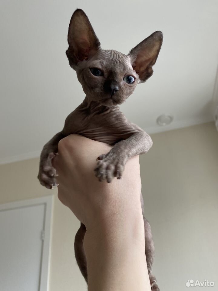 Котёнок сфинкс девочка 2 месяца