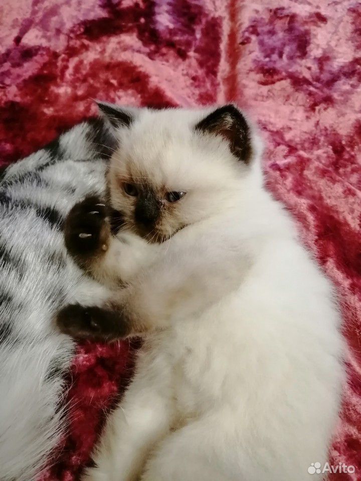 Котенок британский