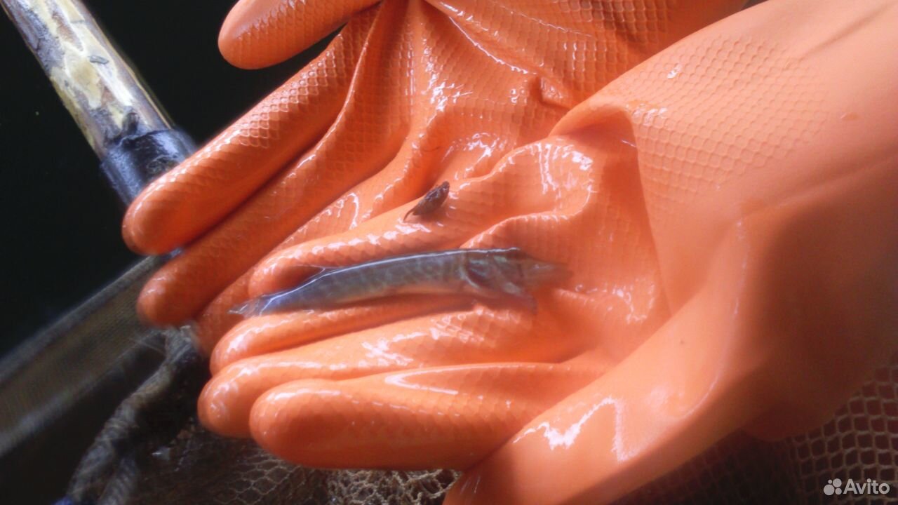 Щука молодь живая