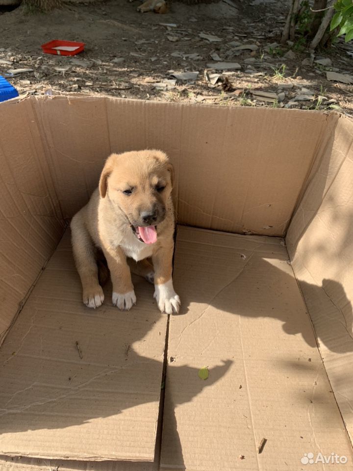 Щенки дворовые