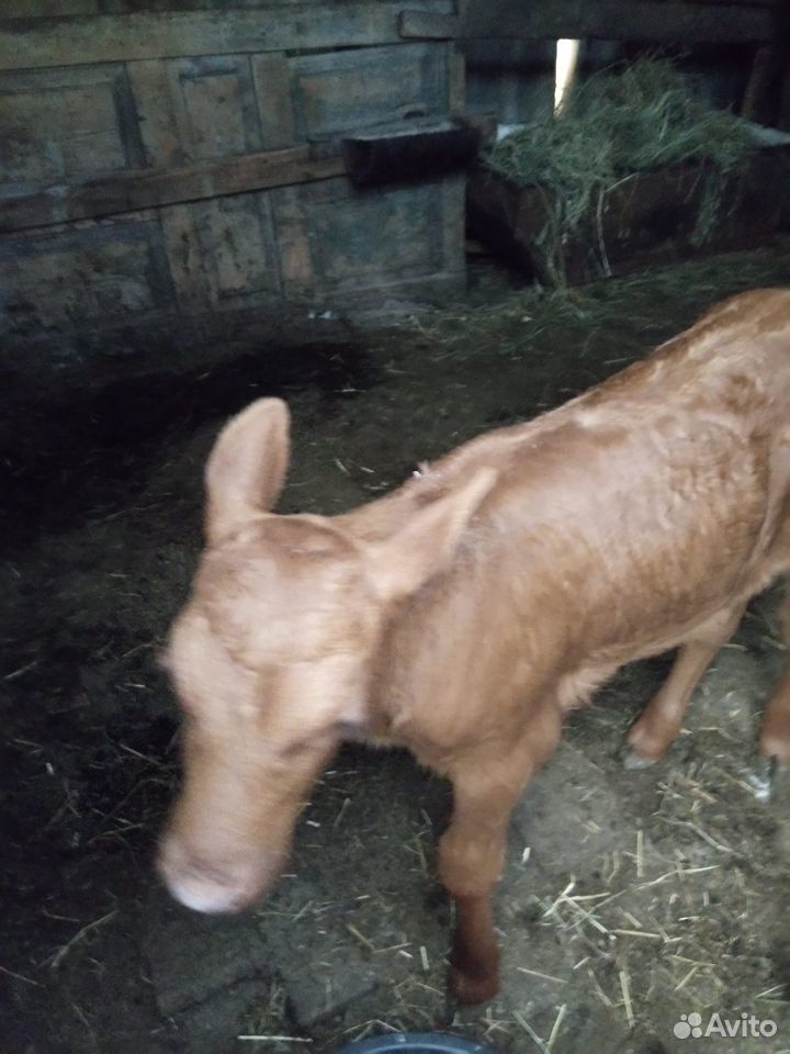 Бычёк и тёлочка