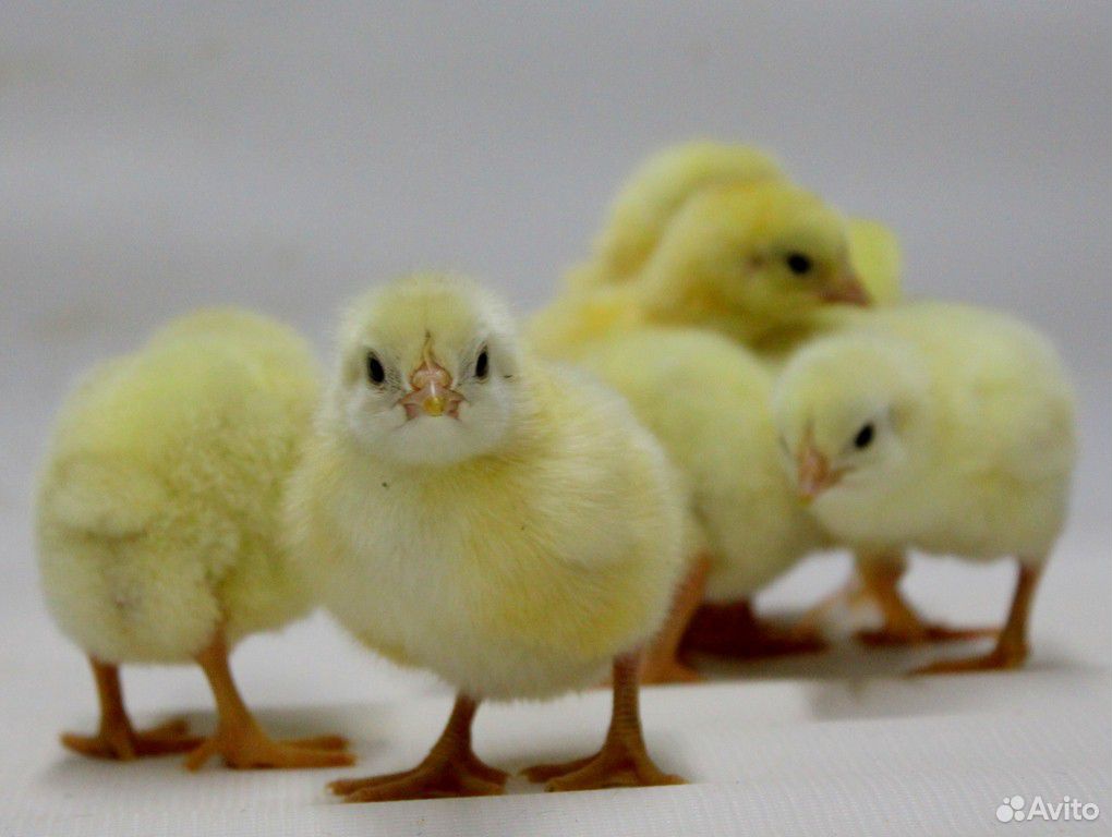 Продаю подрощенных цыплят Венгерский Великан