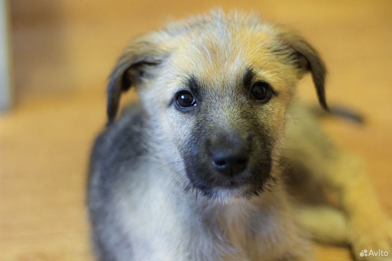 Ищу надёжного хозяина