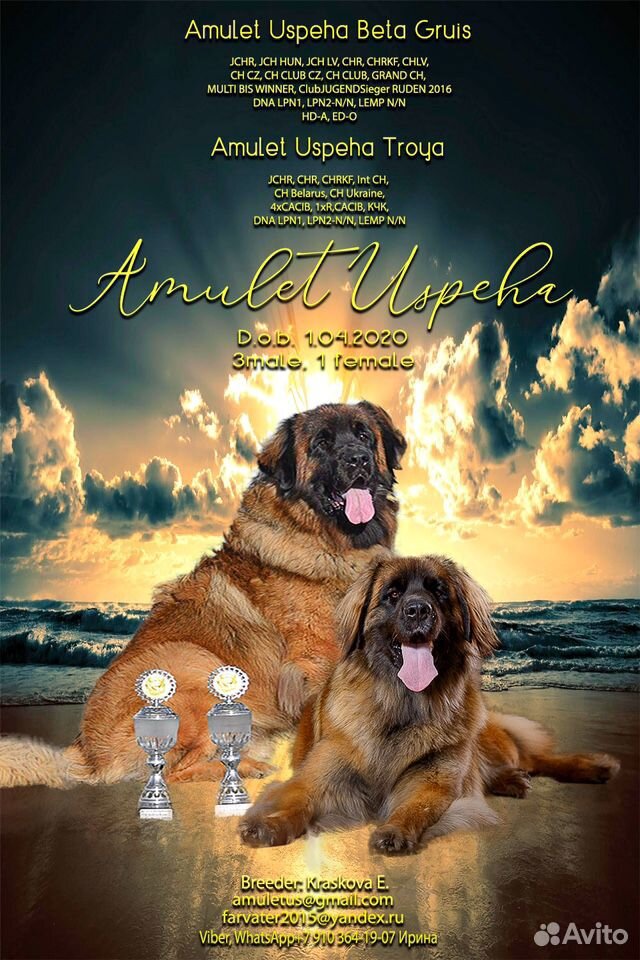 Очаровательные щенки Леонбергера