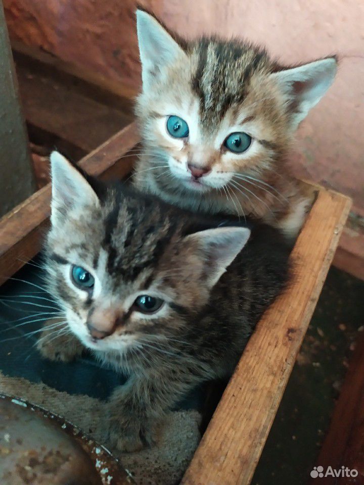 Котята
