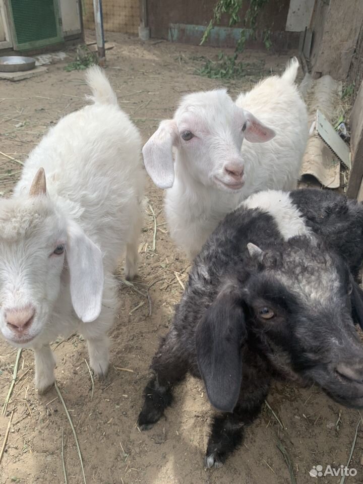 Козы пуховые