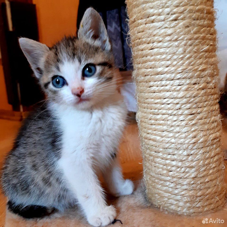 Котенок (котик) Ханни в очень заботливые руки
