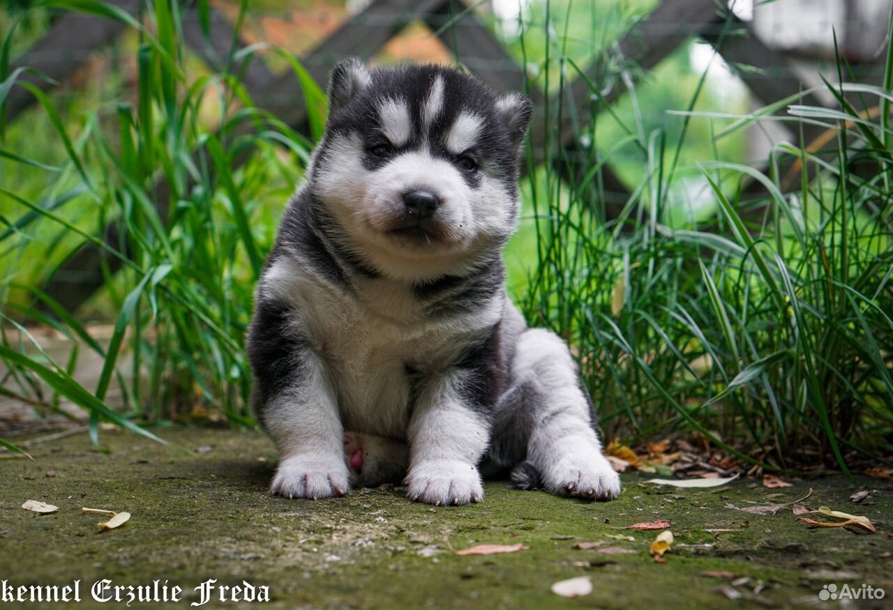 Сбирский хаски