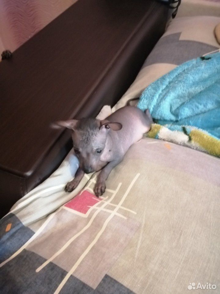 Мексиканская голая