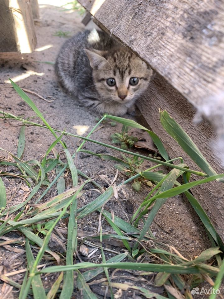 Нашли котёнка. Отдадим в хорошие руки