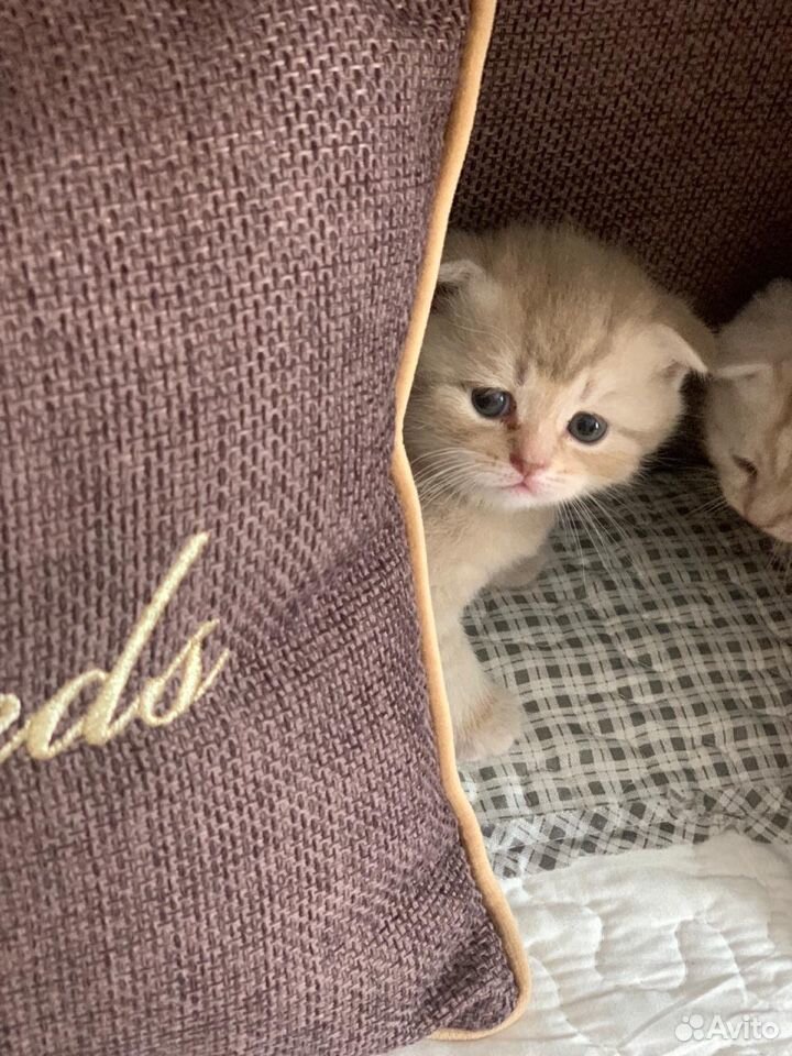 Шотландский вислоухий котенок