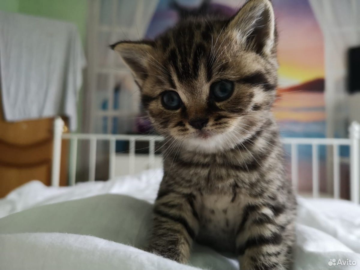 Британский котёнок