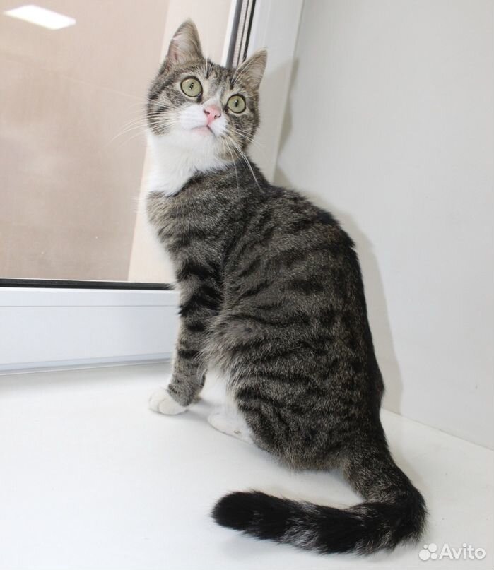 Полосатый котик Потап, 1 год