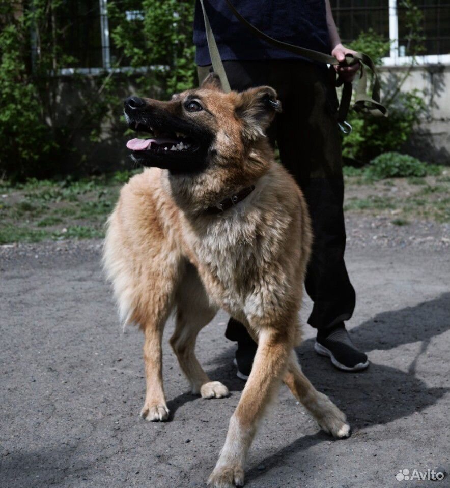 Отдам собаку