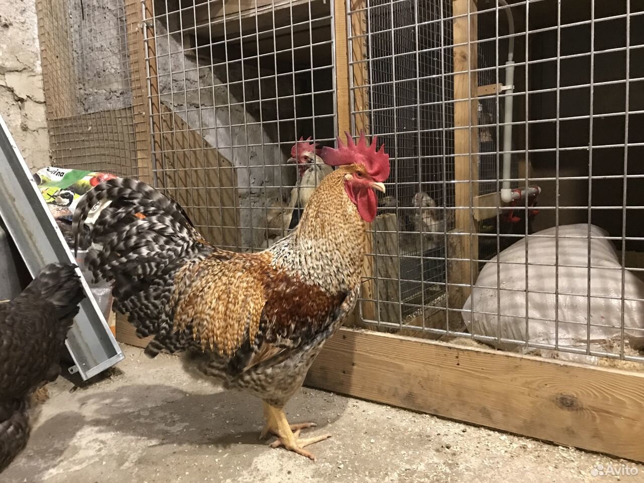 Билефельдер цыплята