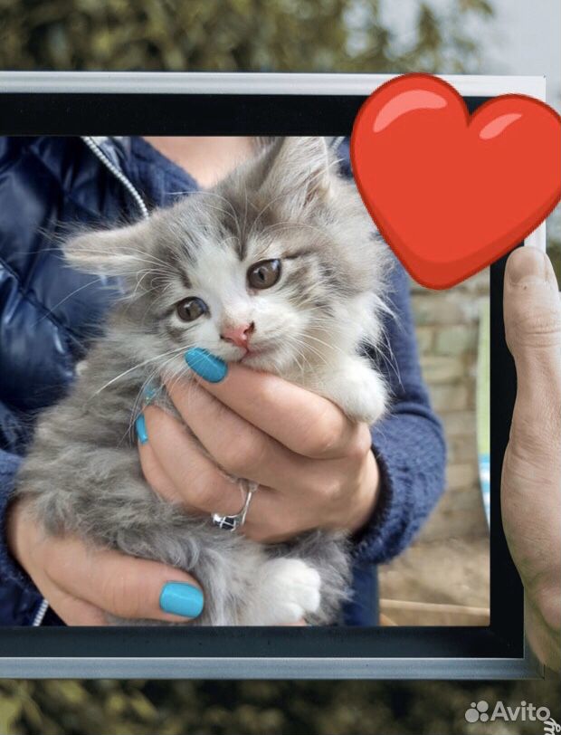 Пушистый котенок Ариша