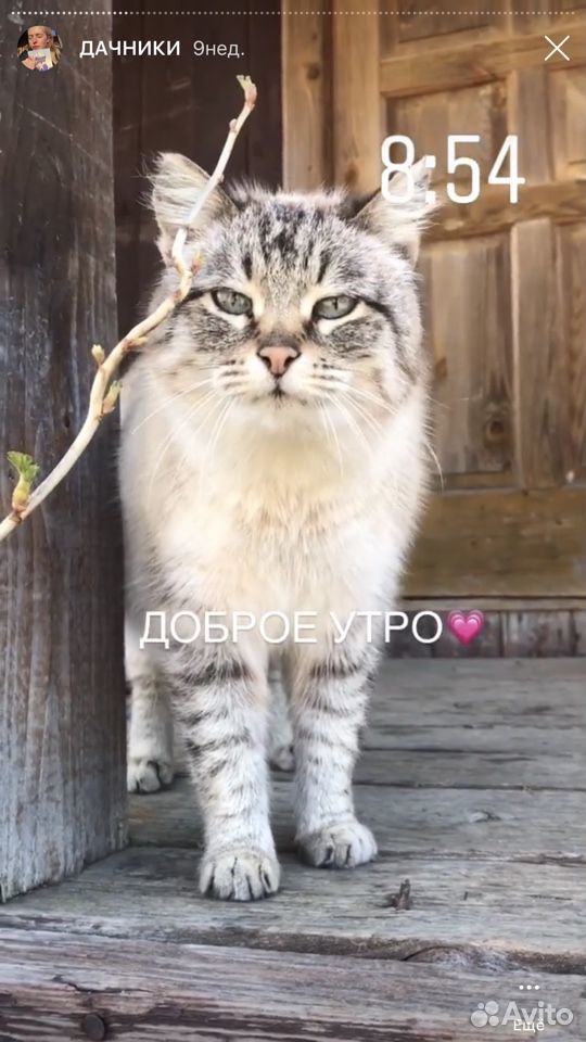 Отдаю умную ласковую кошку