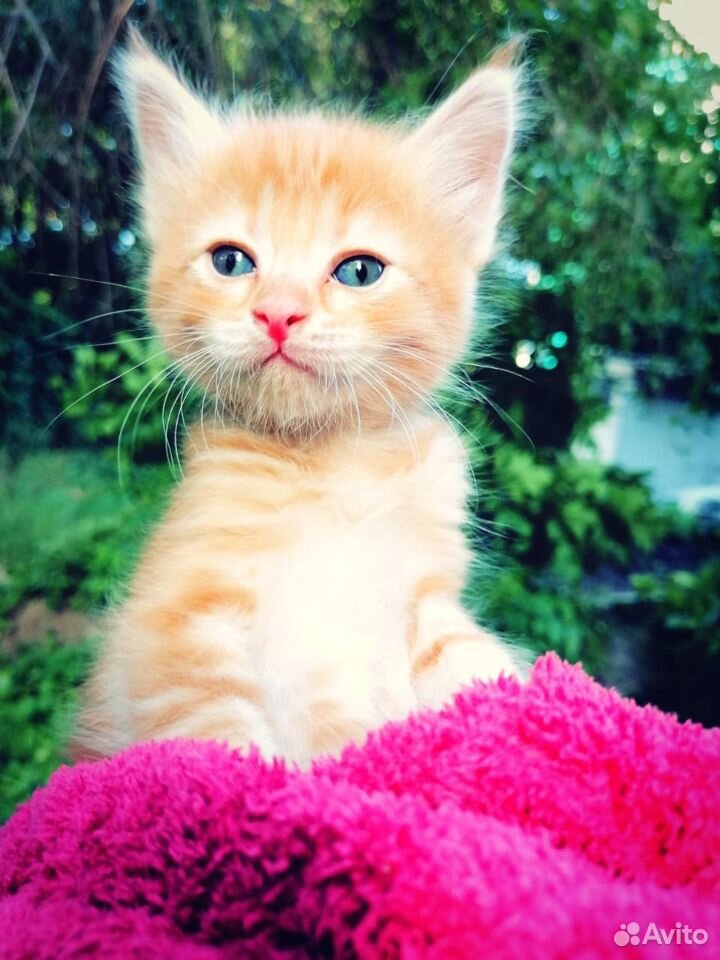 Рыжий котенок