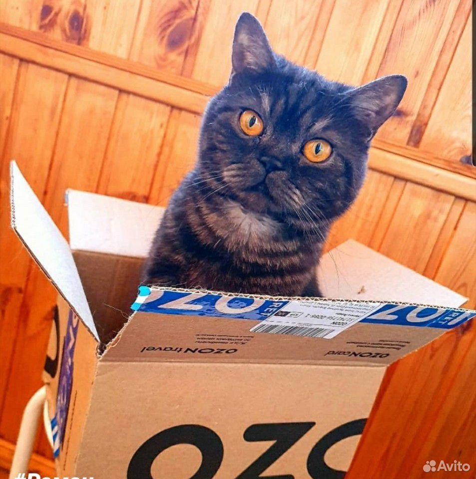 Отдам кота, бесплатно