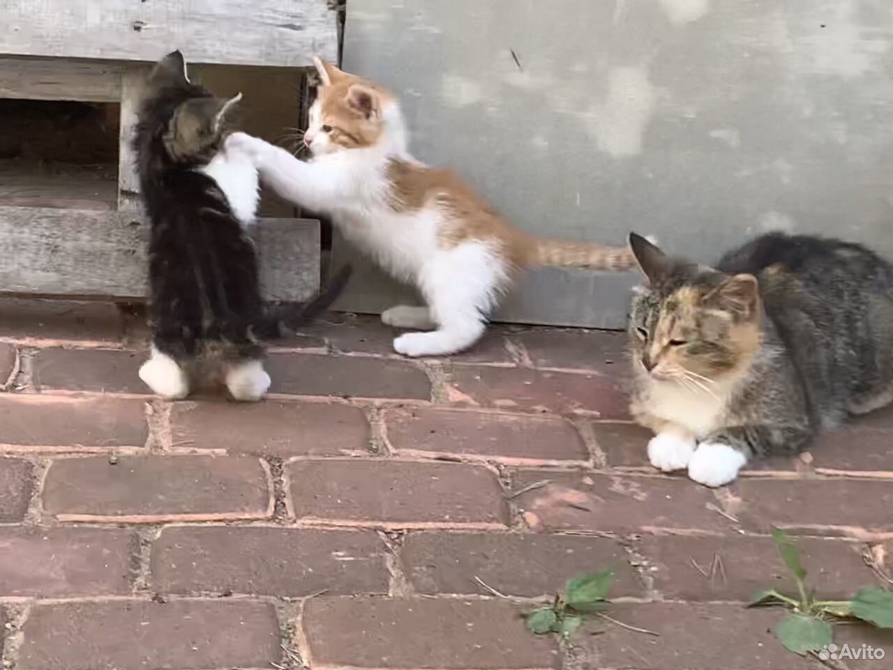 Рыжий котенок, котик, 1,5 месяца. Бесплатно