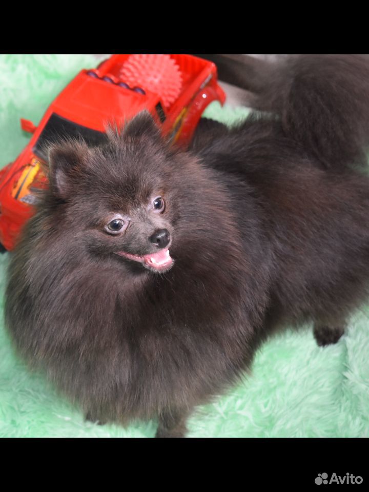 Шпиц- милейшее создание редкого окраса