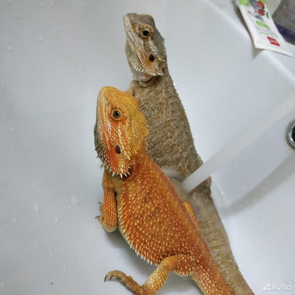 Бородатая агама