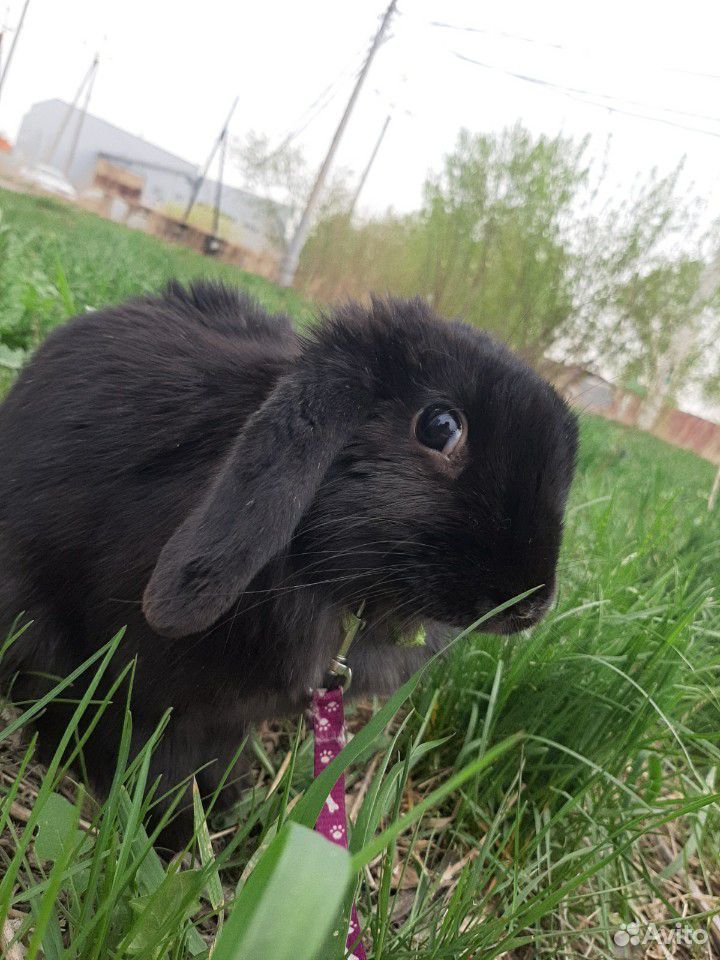 Кролик Девочка Вязка