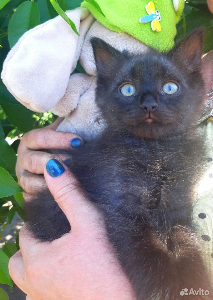 Редкий трюфель. Шикарный котёнок мальчик