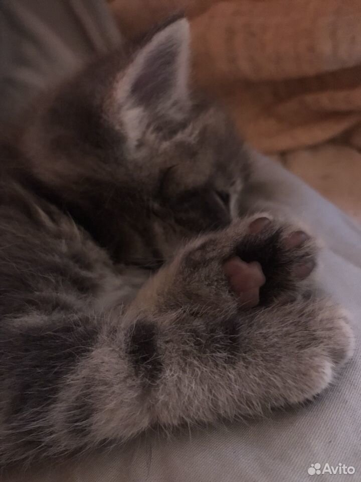 Котёнок шотландский