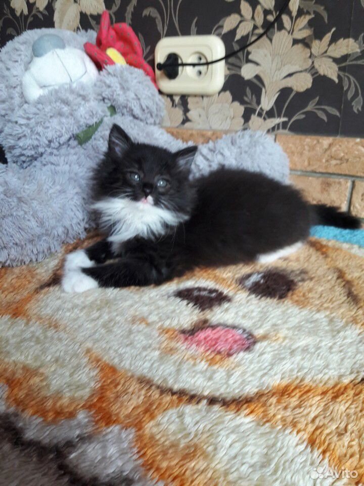 Девчушки-пушистики 1,5 мес в поисках дома