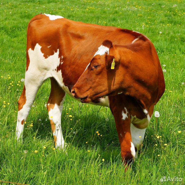 Продаю телочку