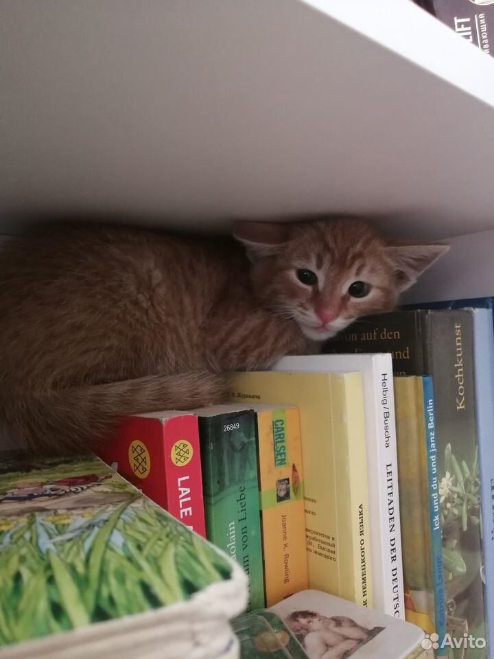 Котенок в добрые руки