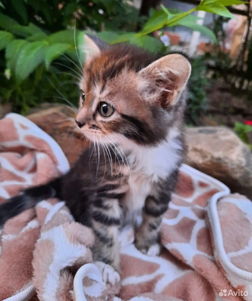Кошка