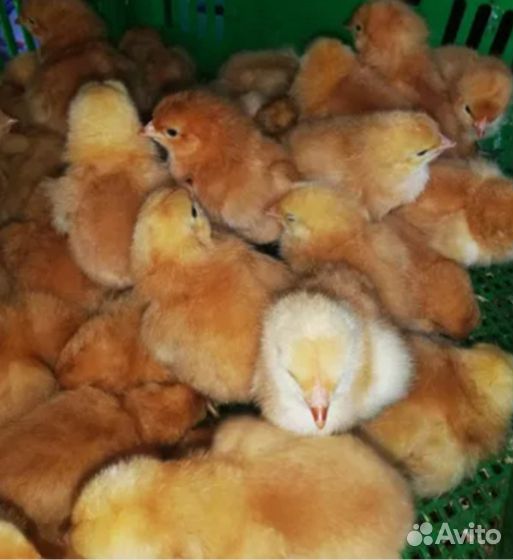Цыплята Редбро и Мастер Грей