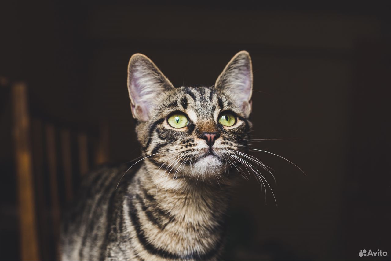 Неизбежная любовь вашей жизни - кошка