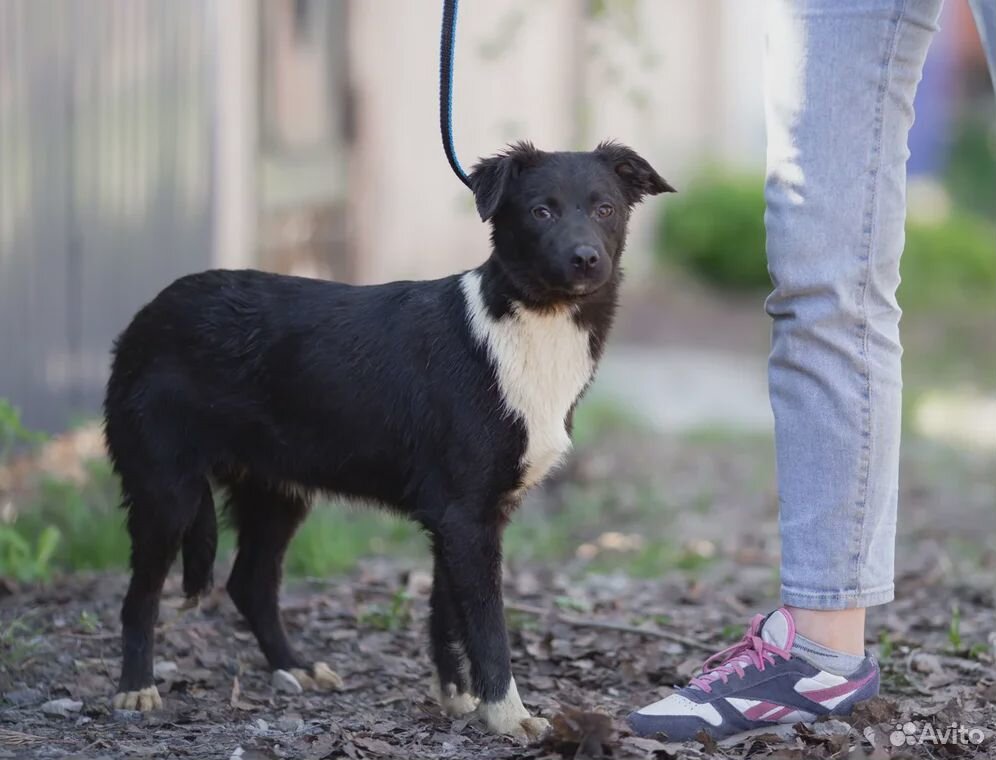 Адель хочет домой