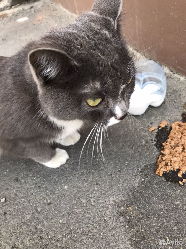 Кошка