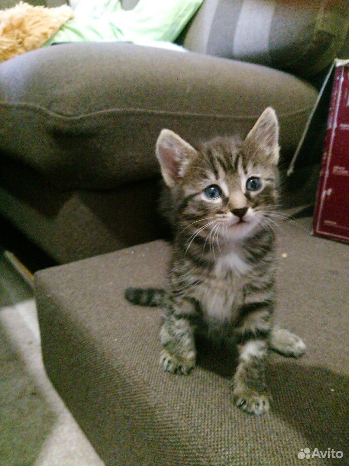 Кошечка, 1мес