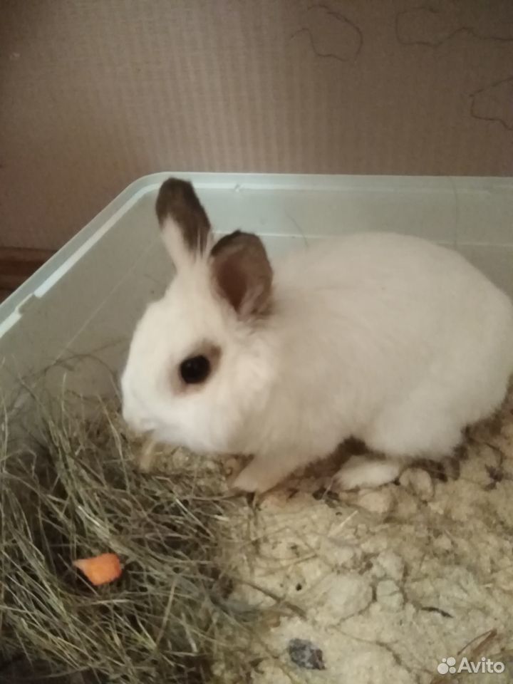 Кролик декоративный